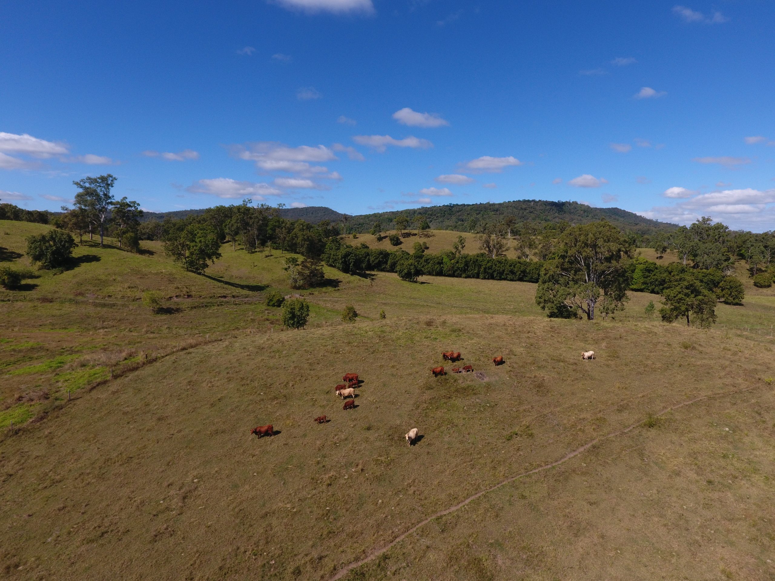 Cattle Breeding Property - Blacks Real Estate
